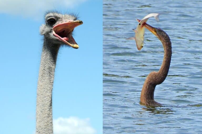 12 Birds With Long Necks (with Photos) - Bird Feeder Hub