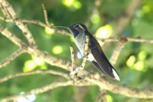 13 Blue-Throated Mountain Gem Facts - Bird Feeder Hub