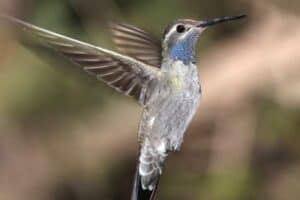 13 Blue-Throated Mountain Gem Facts - Bird Feeder Hub