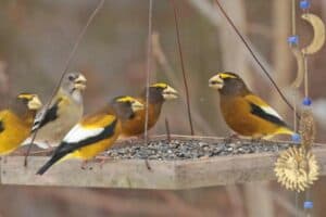 15 Yellow Birds in Michigan (with Photos) - Bird Feeder Hub