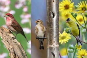 18 Types of Finches (with Photos) - Bird Feeder Hub