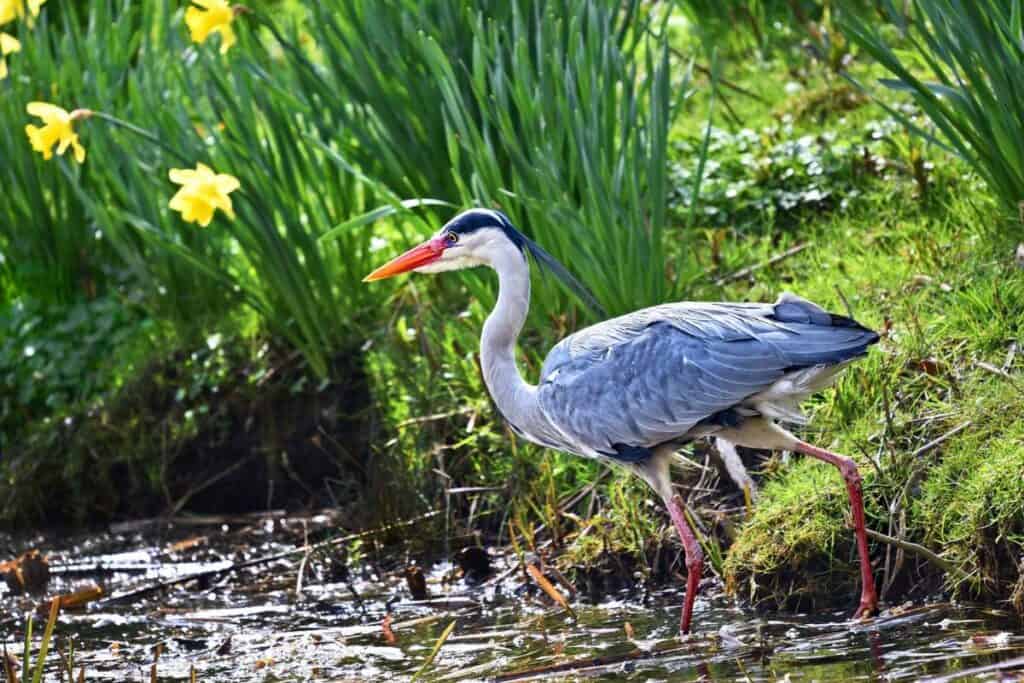 13 Birds With Long Legs (Photos) - Bird Feeder Hub