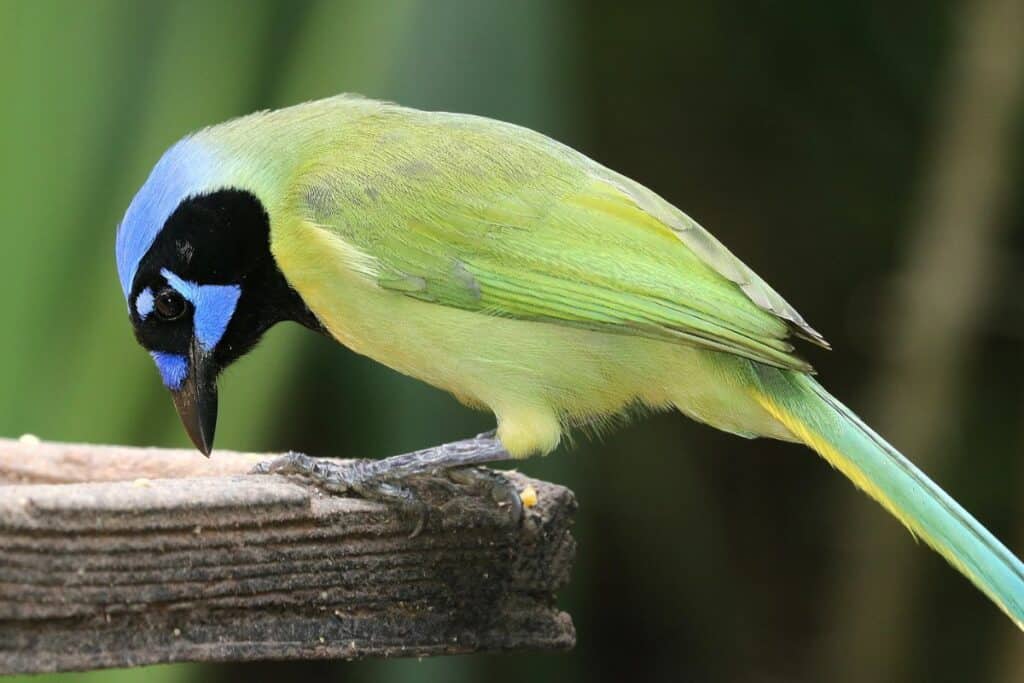 40 of the Most Colorful Birds of North America (With Pictures)
