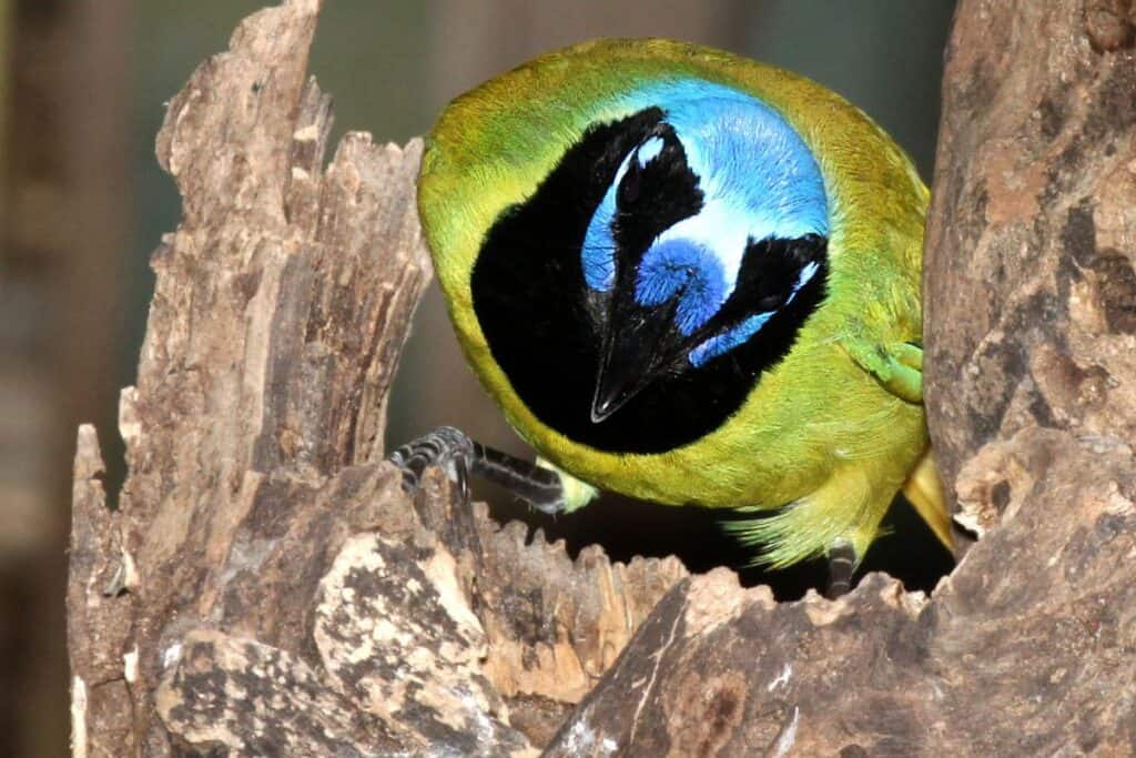 12 Facts About Green Jays (with Photos) - Bird Feeder Hub