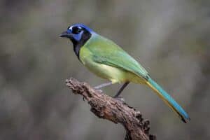 12 Facts About Green Jays (with Photos) - Bird Feeder Hub