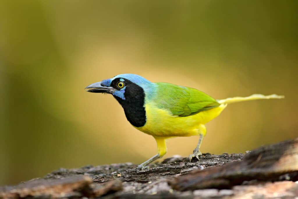 12 Facts About Green Jays (with Photos) - Bird Feeder Hub