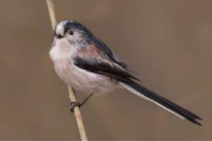 12 Birds With Long Tails (with Photos) - Bird Feeder Hub