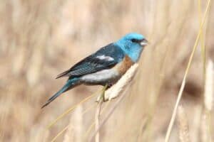 13 Facts About Lazuli Buntings (with Photos) - Bird Feeder Hub