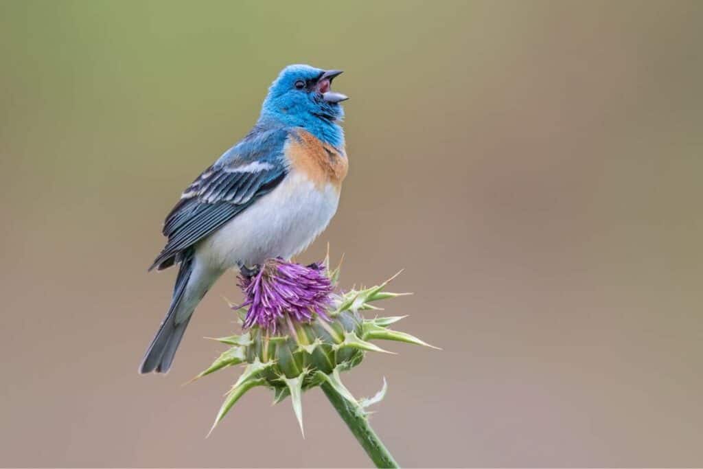13 Facts About Lazuli Buntings (with Photos) - Bird Feeder Hub