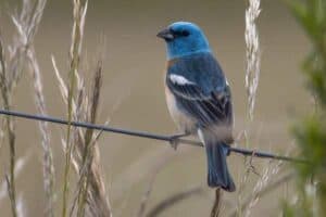 13 Facts About Lazuli Buntings (with Photos) - Bird Feeder Hub