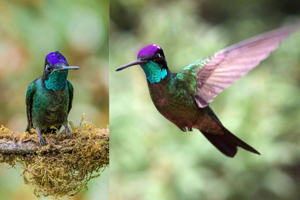 13 Rivoli's Hummingbird Facts (with Photos) - Bird Feeder Hub