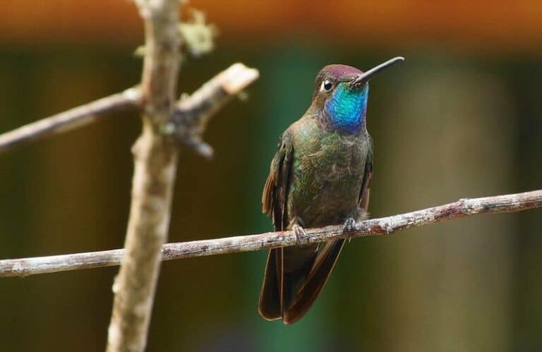 13 Rivoli's Hummingbird Facts (with Photos) - Bird Feeder Hub