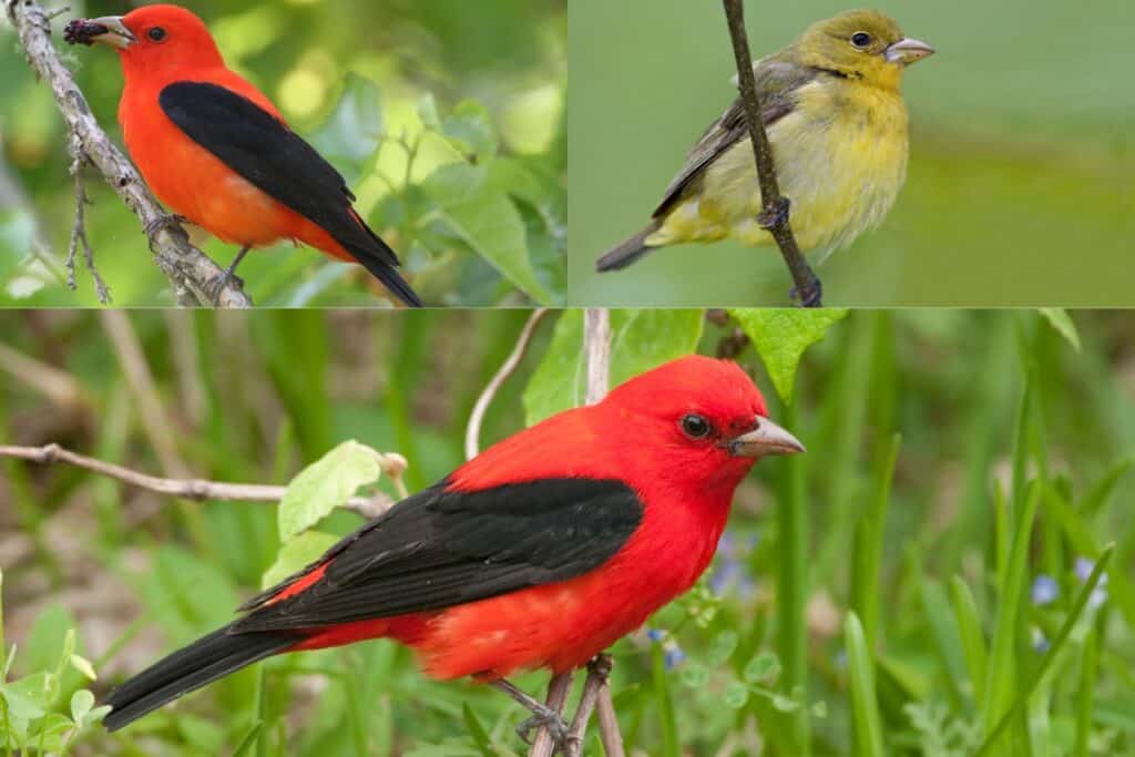 12 Facts About Scarlet Tanagers (with Photos) - Bird Feeder Hub
