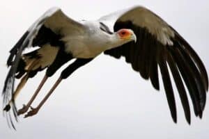 13 Birds With Long Legs (Photos) - Bird Feeder Hub
