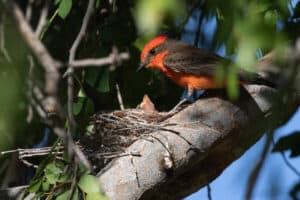 13 Facts About Vermilion Flycatchers (Photos) - Bird Feeder Hub