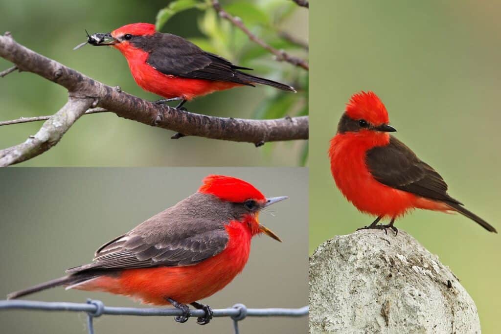 13 Facts About Vermilion Flycatchers (Photos) - Bird Feeder Hub