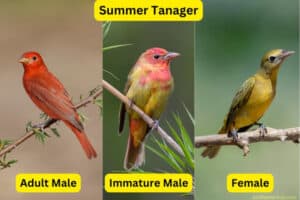 11 Red Birds in Ohio (with Photos) - Bird Feeder Hub
