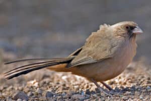 6 Species of Towhees in the United States - Bird Feeder Hub