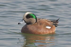 11 Lake Birds (Photos & Facts) - Bird Feeder Hub