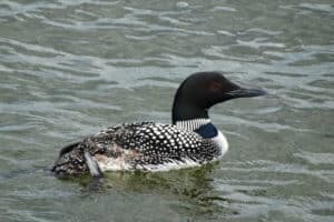 11 Lake Birds (Photos & Facts) - Bird Feeder Hub
