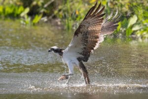 11 Awesome Facts About Ospreys (Photos) - Bird Feeder Hub