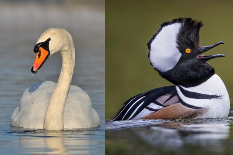 12 Pond Birds (Photos & Facts) - Bird Feeder Hub