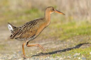 13 Marsh Birds (Facts & Photos) - Bird Feeder Hub