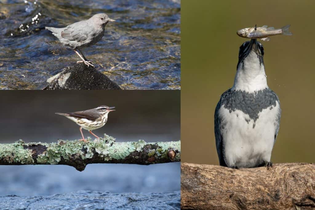 11 River Birds (with Photos) - Bird Feeder Hub