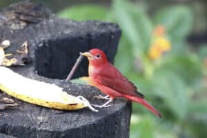 12 Facts About Summer Tanagers - Bird Feeder Hub