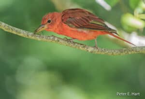 12 Facts About Summer Tanagers - Bird Feeder Hub
