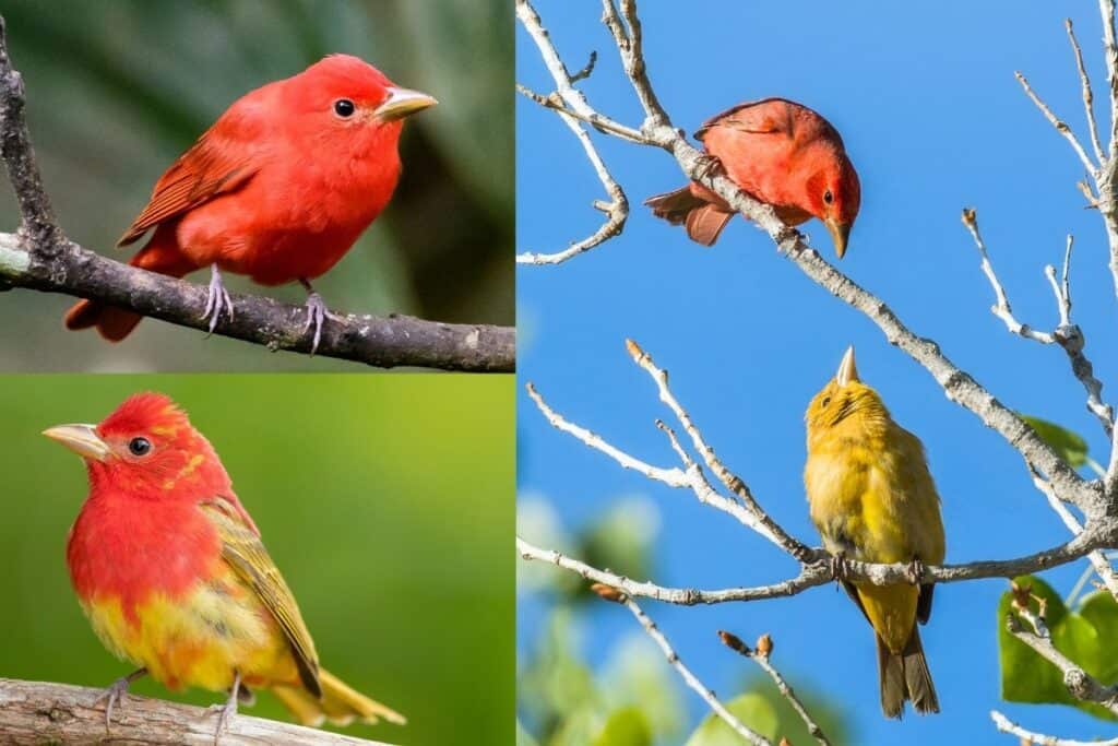 12 Facts About Summer Tanagers - Bird Feeder Hub