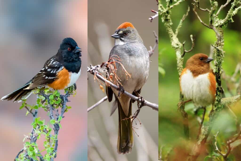 6 Species of Towhees in the United States - Bird Feeder Hub