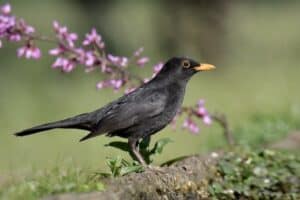 16 Black Birds With Orange Beaks (with Photos) - Bird Feeder Hub