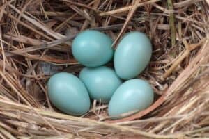 20 Birds With Blue Eggs (in North America) - Bird Feeder Hub
