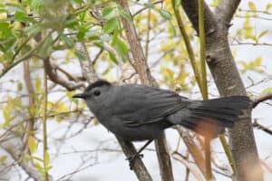 15 Different Birds With 7 Letters (Pics & Facts) - Bird Feeder Hub