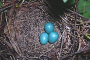 20 Birds With Blue Eggs (in North America) - Bird Feeder Hub