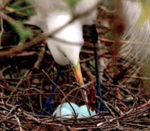 20 Birds With Blue Eggs (in North America) - Bird Feeder Hub