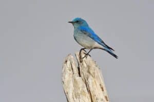 15 Birds With Blue Heads - Bird Feeder Hub