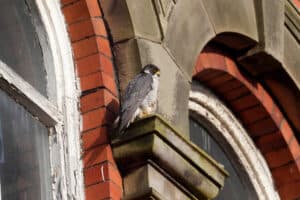 14 Interesting Peregrine Falcon Facts (With Pictures) - Bird Feeder Hub
