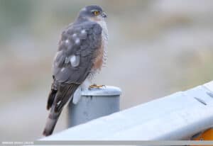 4 of the Smallest Hawks in the World - Bird Feeder Hub