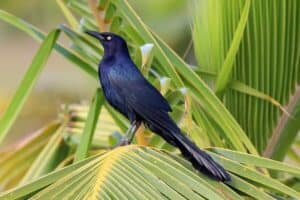 20 Purple Birds (with Pictures) - Bird Feeder Hub