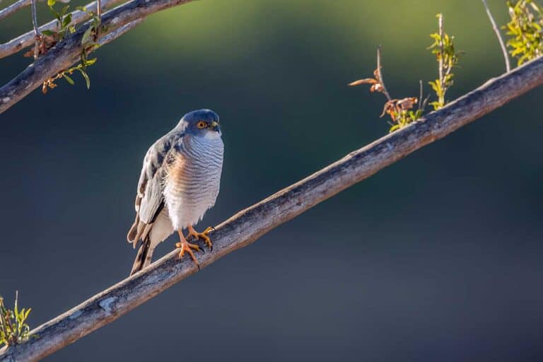 4 of the Smallest Hawks in the World - Bird Feeder Hub
