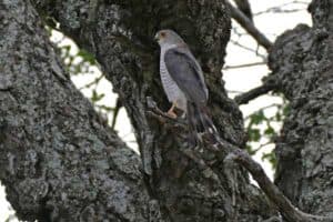 4 of the Smallest Hawks in the World - Bird Feeder Hub