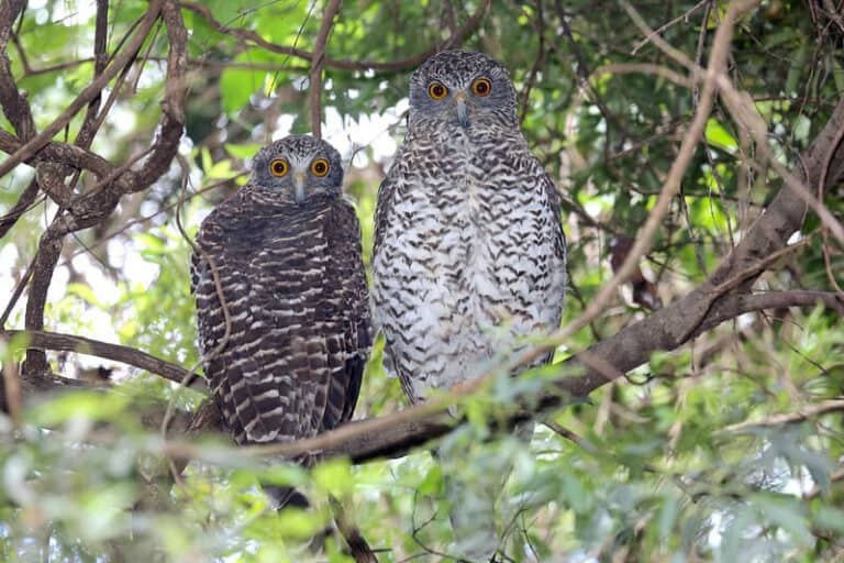 8 of the Largest Owls (with Photos) - Bird Feeder Hub
