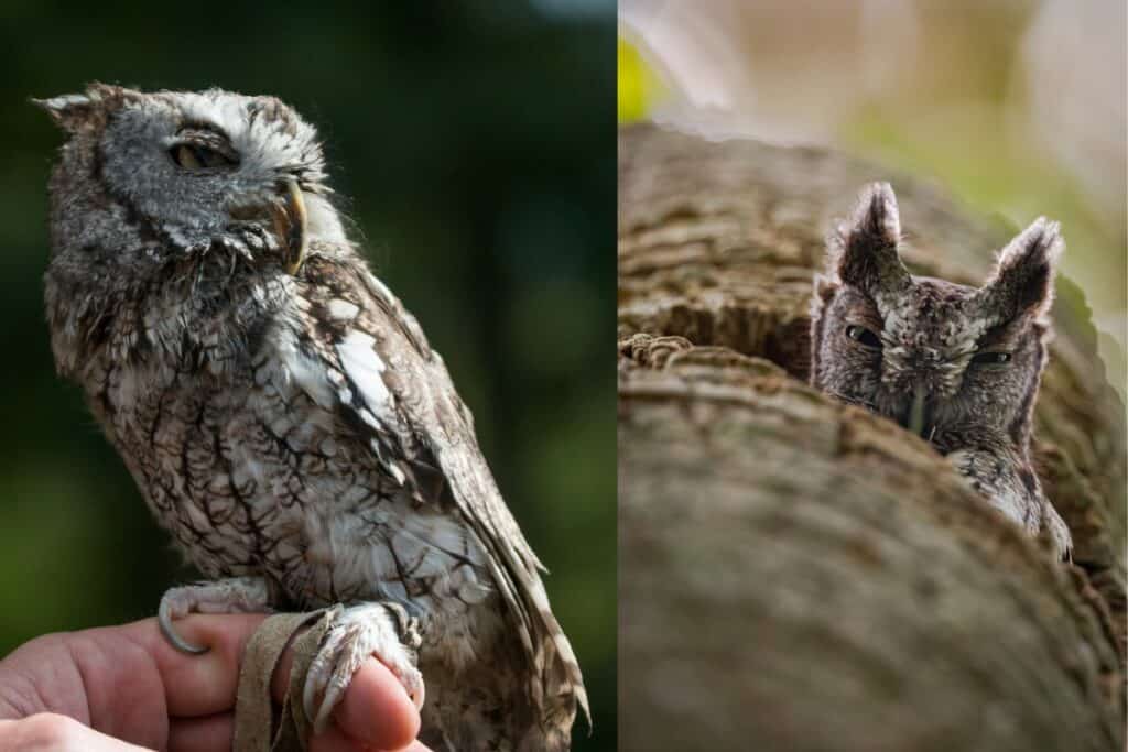 11 Adorable Small Owls in North America (Pictures) - Bird Feeder Hub