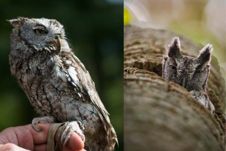 11 Adorable Small Owls in North America (Pictures) - Bird Feeder Hub