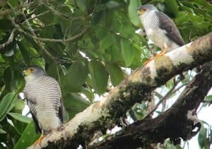 4 of the Smallest Hawks in the World - Bird Feeder Hub