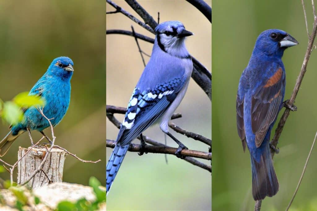 15 Blue Birds in Florida (with Photos) - Bird Feeder Hub