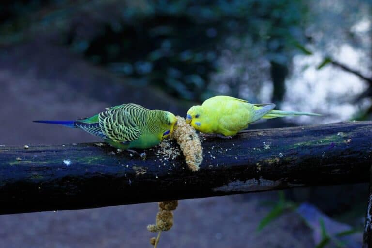 What Can Budgies Eat? (Fruits, Vegetables, Grains) - Bird Feeder Hub
