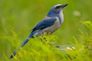 15 Blue Birds in Florida (with Photos) - Bird Feeder Hub